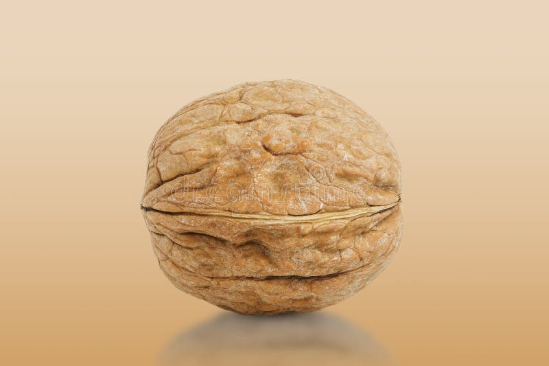 Single Walnut Isolated on Gradient Stock Image - Image of single ...