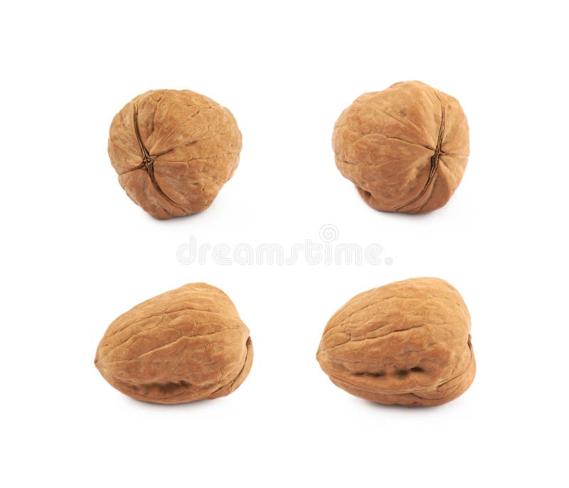 Single walnut isolated stock photo. Image of closeup - 107555462