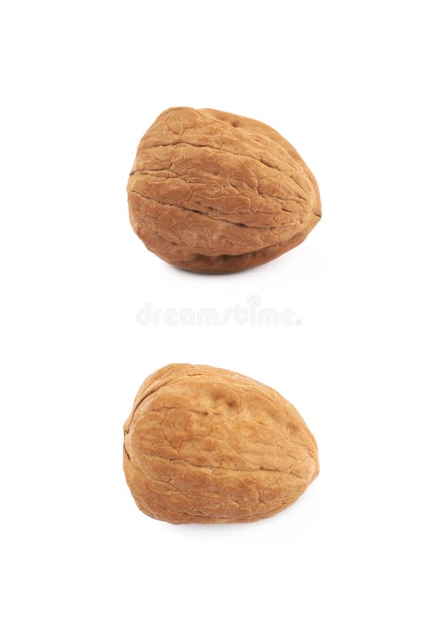 Single walnut isolated stock photo. Image of closeup - 93074844