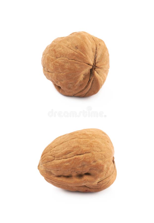 Single walnut isolated stock photo. Image of isolated - 93075088