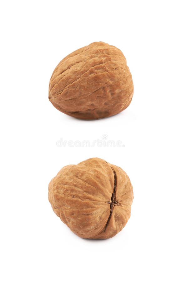 Single walnut isolated stock photo. Image of delicious - 93496766