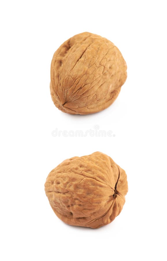 Single walnut isolated stock image. Image of husks, natural - 93497401