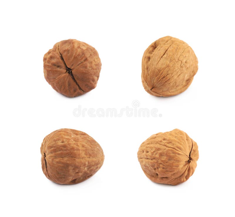 Single walnut isolated stock photo. Image of natural - 107555352