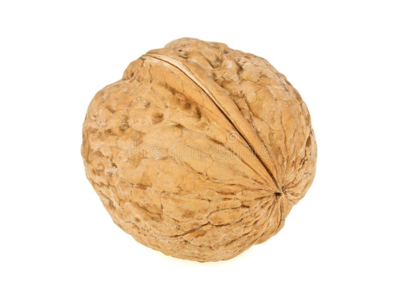 Single Walnut Isolated on White Background Stock Image - Image of diet ...