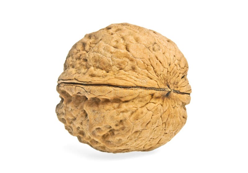 Single Walnut Isolated on White Background Stock Photo - Image of snack ...