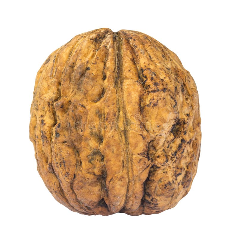 Single Walnut Isolated On White Stock Image - Image of nutty, small ...