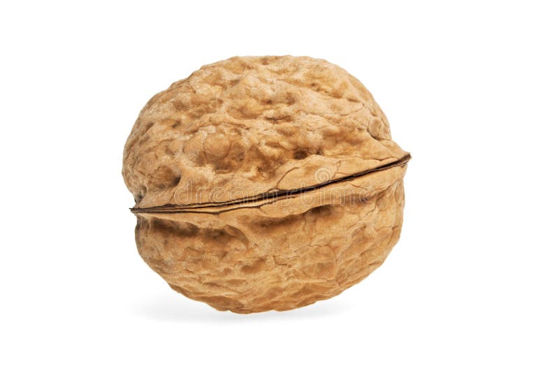 Single Walnut Isolated on White Background Stock Image - Image of ...