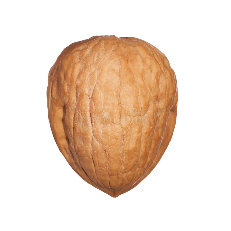 Single Walnut in Shell Isolated Stock Photo - Image of detail, white ...
