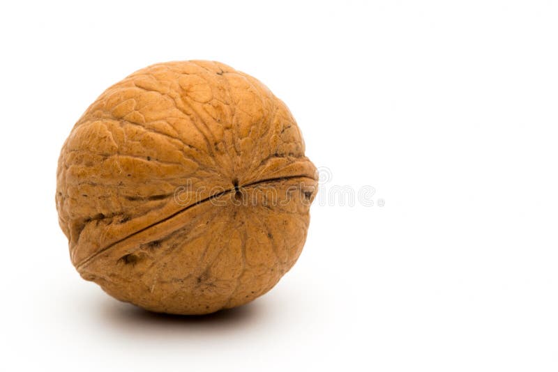 Single walnut stock photo. Image of food, fruit, mature - 17694602