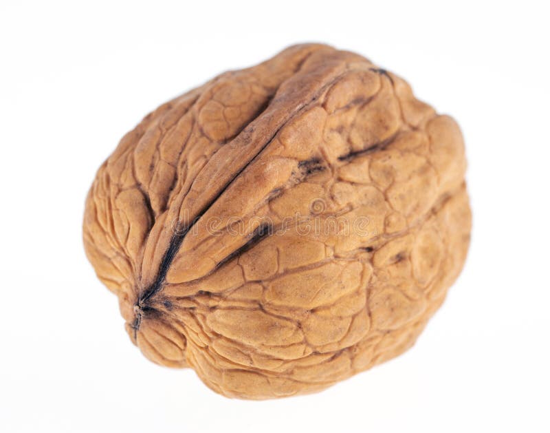 Single Walnut on White Background. Stock Image - Image of backgr ...