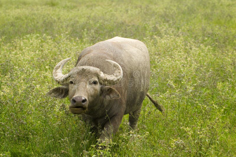 Single Water Buffalo stock photo. Image of field, animal - 99765272