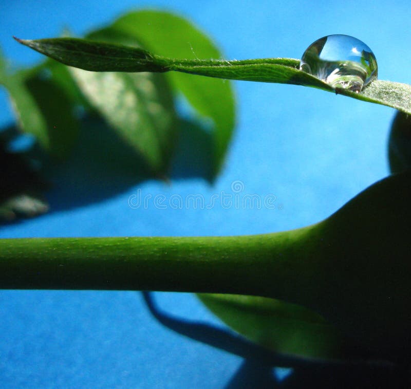 Water drop on a leaf stock image. Image of pure, abstract - 30090757
