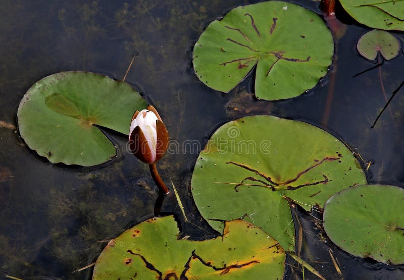 Single Water Lily Opening Up Stock Image - Image of aquatic, botany ...