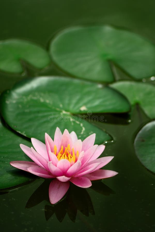Single Waterlily. stock photo. Image of light, blossom - 5922834