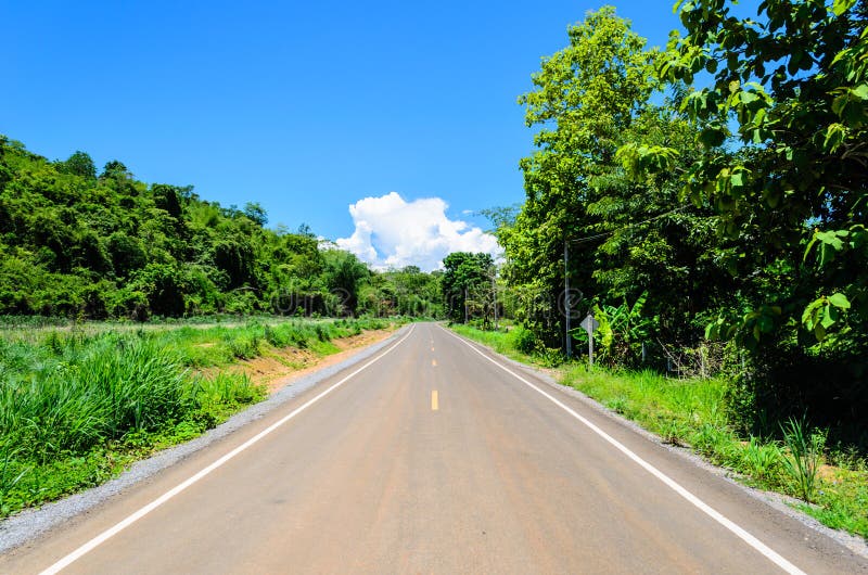 Single Way in the forest stock image. Image of sintra - 31367085
