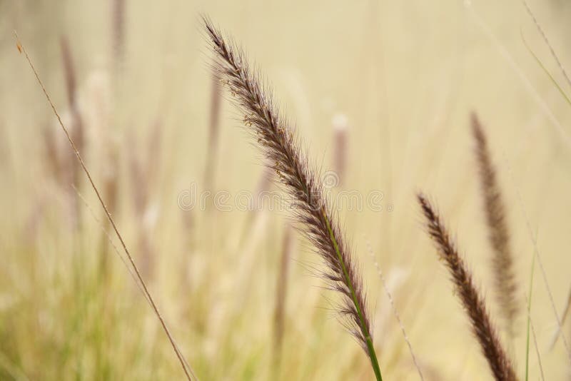 Field of Weeds stock image. Image of infiltrate, weeds - 732397