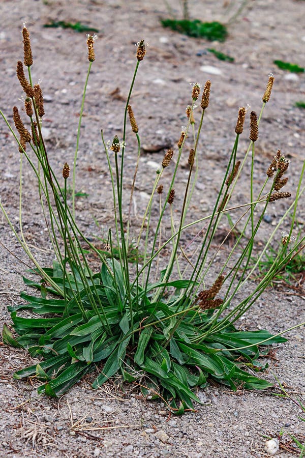 A Single Weed Growing in a Dirt Patch Stock Image - Image of ...