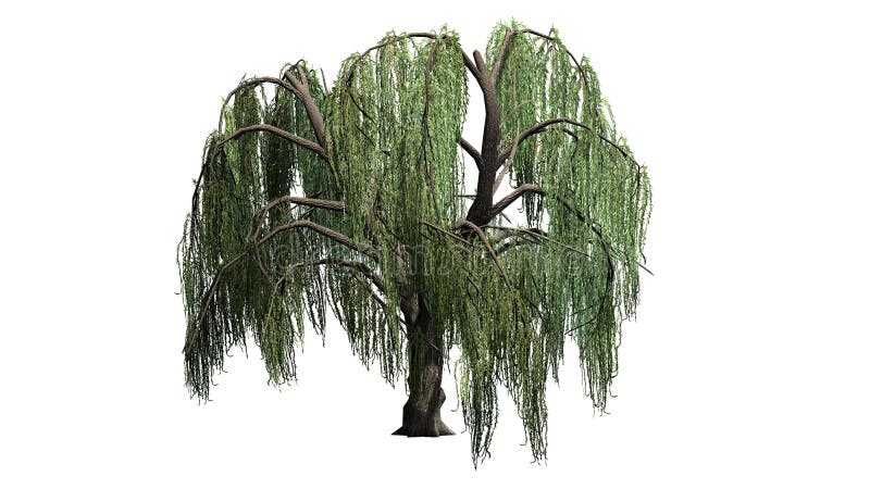 Weeping Willow Tree - Isolated on White Background Stock Photo - Image ...