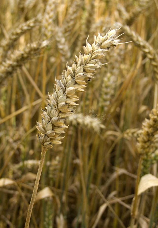 Single Wheat Grain and Waterless Stock Photo - Image of cracked, eroded ...