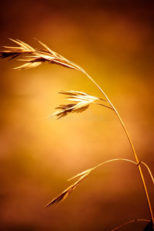 Single Wheat germ Grass. stock photo. Image of victoria - 20840954