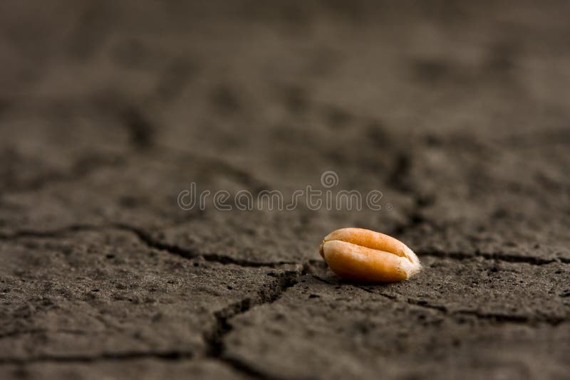 Single Wheat Grain and Waterless Stock Photo - Image of cracked, eroded ...