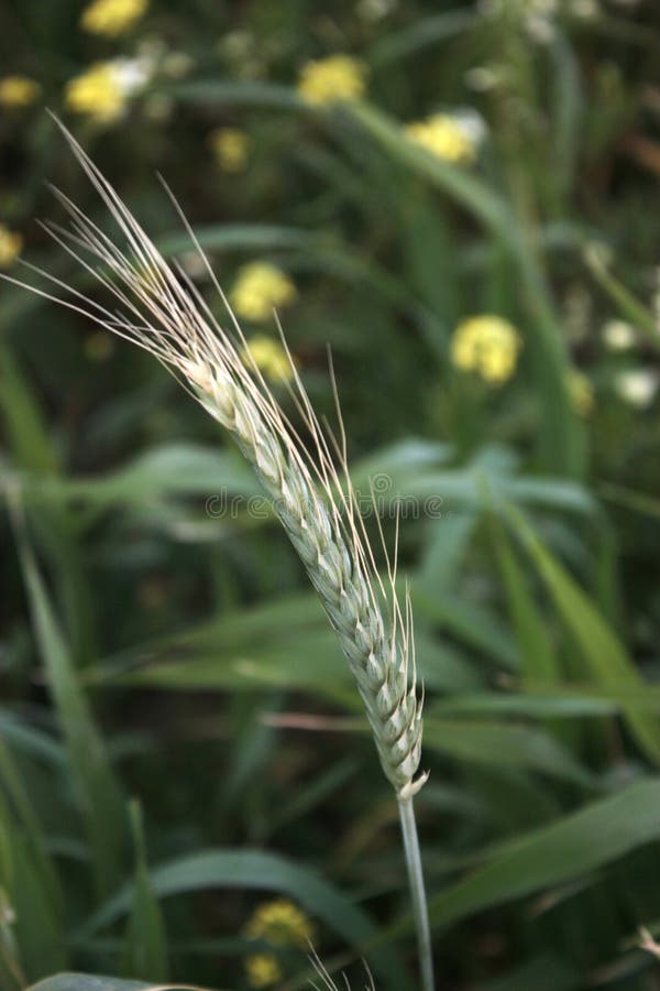 Wheat Head Detail stock photo. Image of texture, produce - 3289368