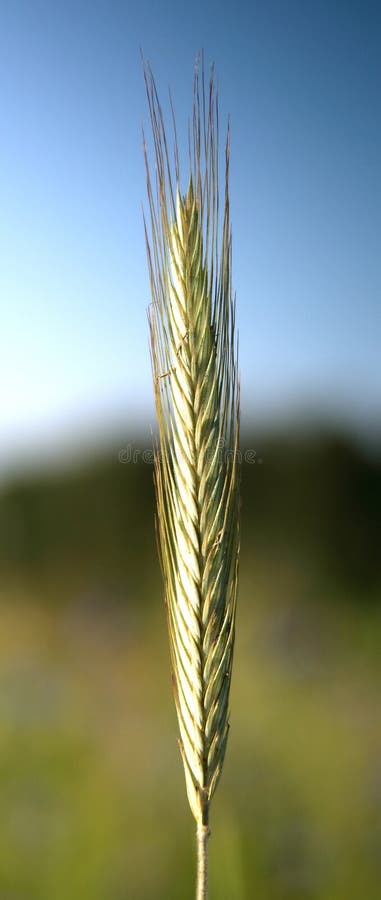 Single Wheat Isolated On A Blurred Background Picture. Image: 2983270