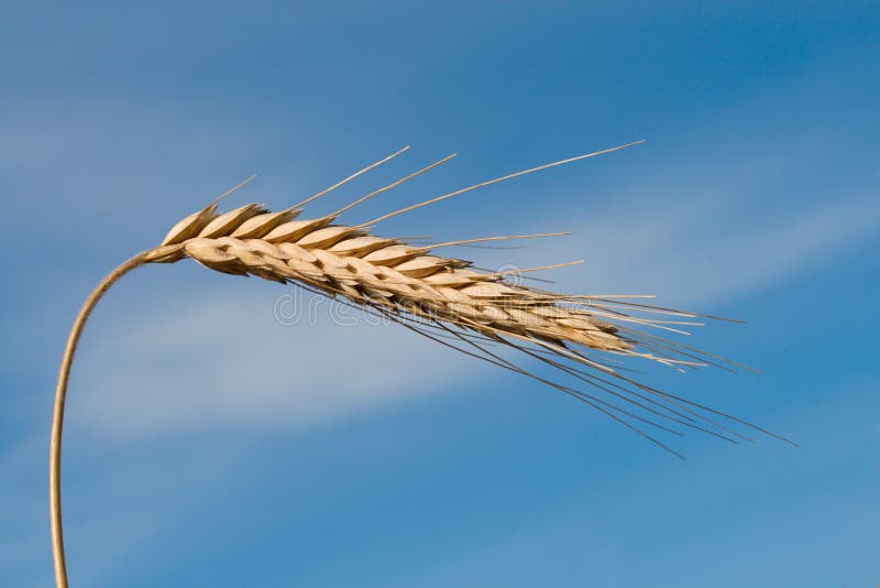 Single wheat spikelet stock image. Image of flora, rural - 6240389