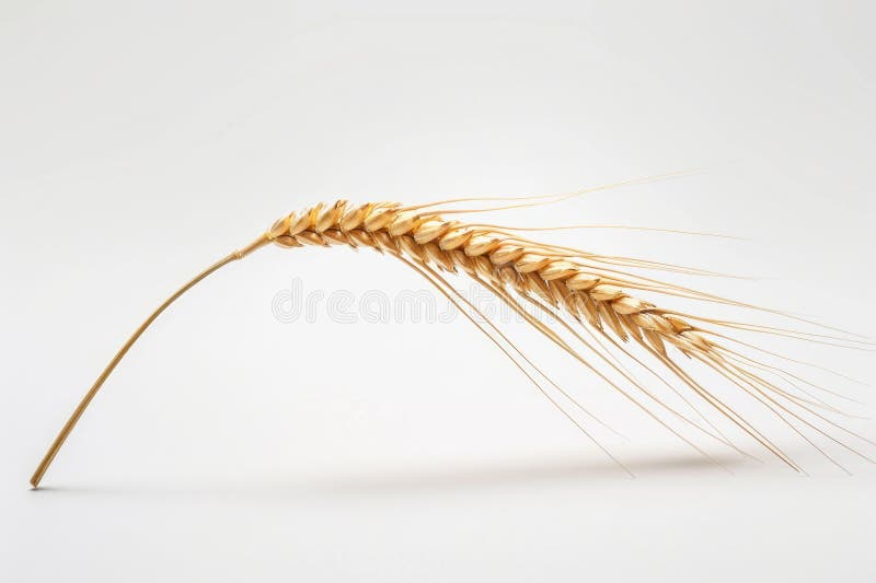 Single Wheat Stalk stock image. Image of simple, neutral - 373424729