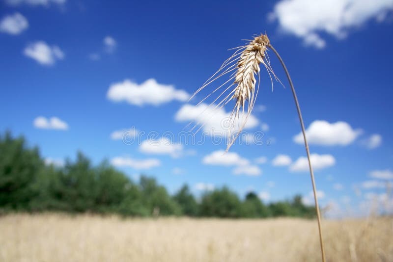 Single wheat stem stock photo. Image of production, nature - 25383848