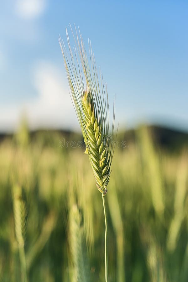 Single cow in wheat field stock image. Image of food - 221710977