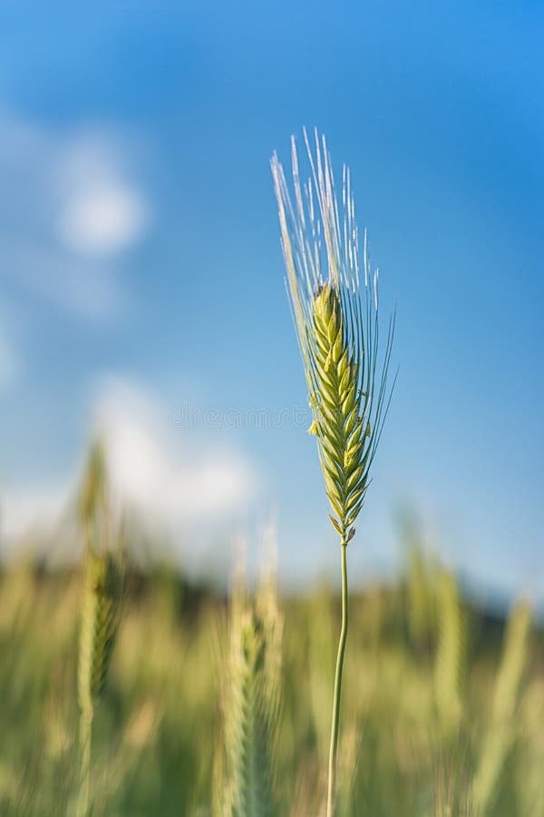 Single wheat thread stock image. Image of plant, organic - 43809577