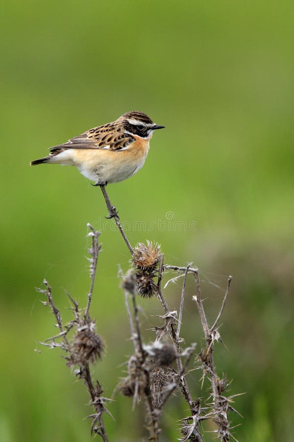 Single Whinchat Bird on a Dry Plant during a Spring Period Stock Image ...