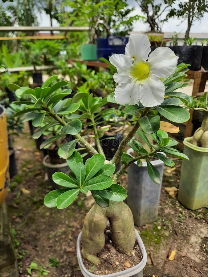 Single White Adenium in Bloom Stock Image - Image of food, bloom: 241453955