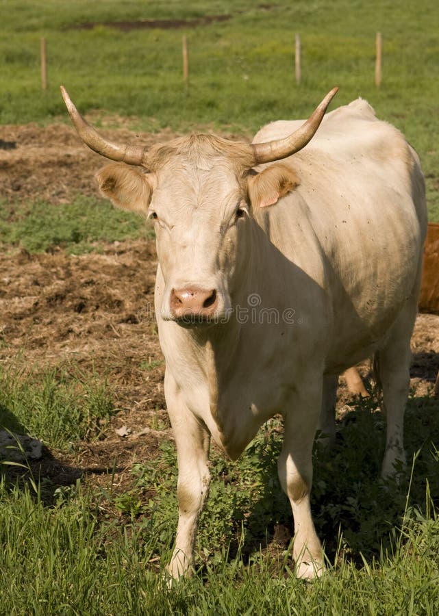 131,942 Beef Cow Stock Photos - Free & Royalty-Free Stock Photos from ...