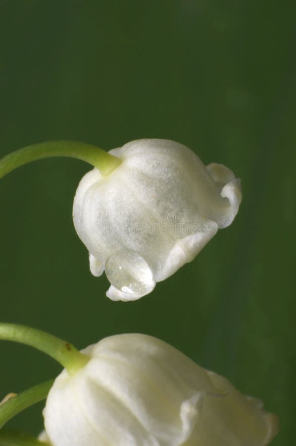 Single White Bell of Lily of the Valley on Green Background Stock Image ...