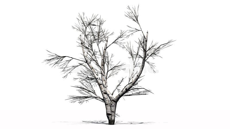 1,840 Silhouette Birch Tree Winter Stock Photos - Free & Royalty-Free ...