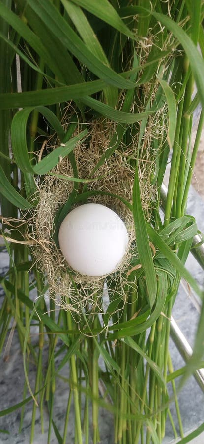 Single White Bird Egg With Small Nest In Green Leaves Stock Image ...