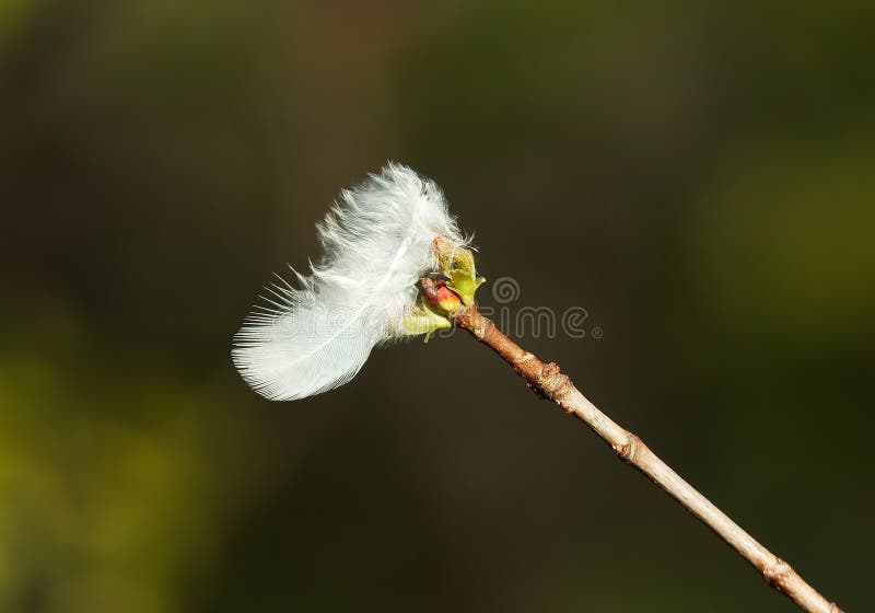 Single White Bird Feather Lying on a Tree Branch in the Forest Stock ...