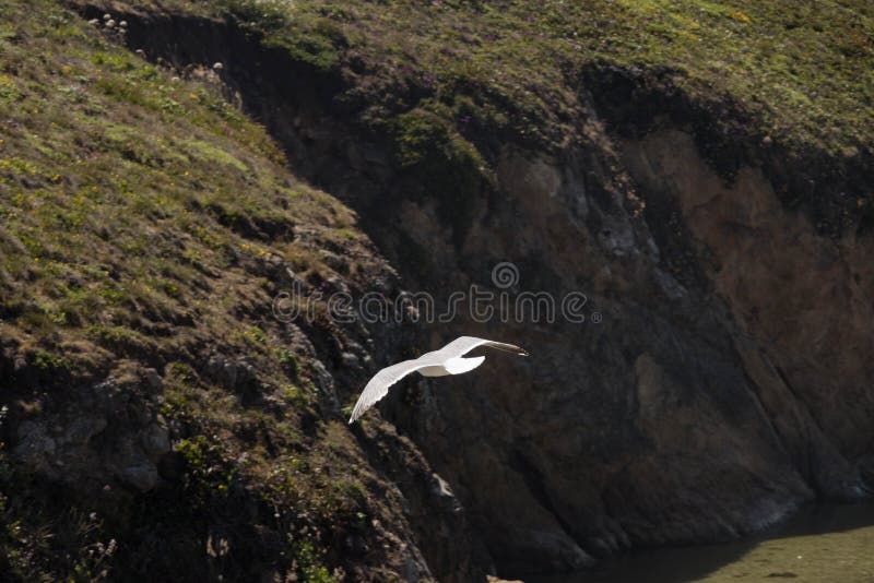 Single White Bird Flying Above Cliffs Stock Image - Image of valley ...