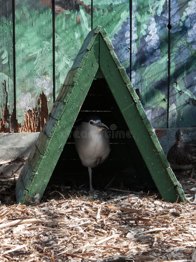 Triangular Green Houses stock image. Image of dwelling - 61559587