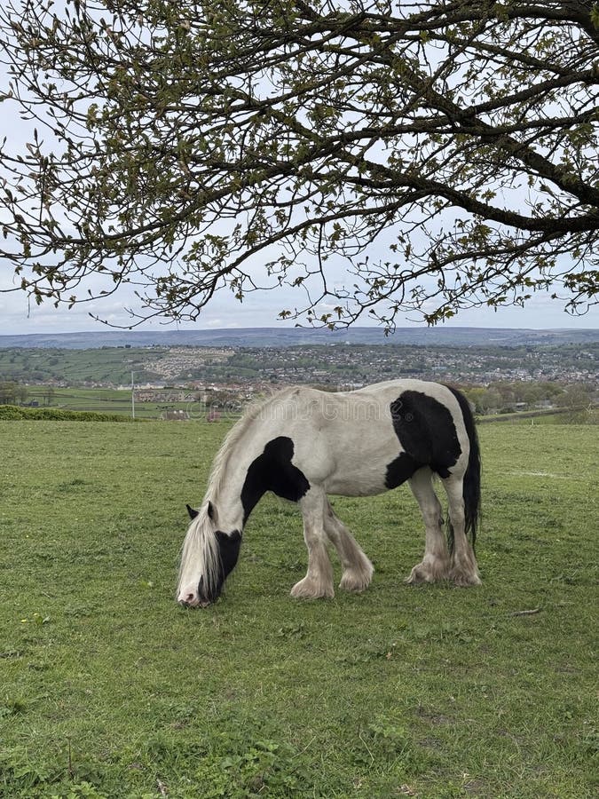 Single White and Black Horse Eating Grass Stock Photo - Image of ...