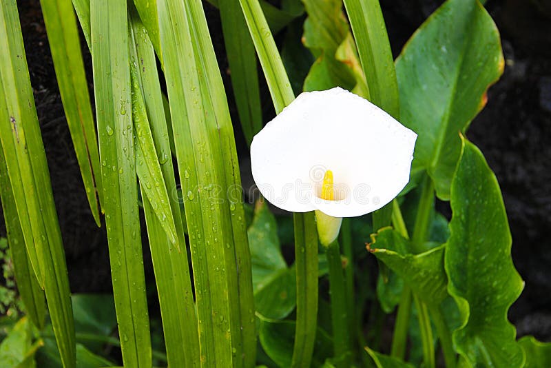 Single White Calla Flower, Growing in the Greenery Stock Image - Image ...