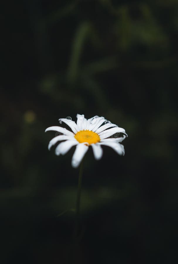 Single White Common Daisy Flower Displayed Prominently Against a Dark ...