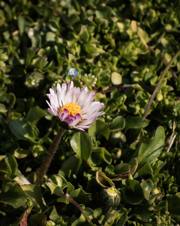 Single White Common Daisy Flower Growing among the Grass Stock Photo ...