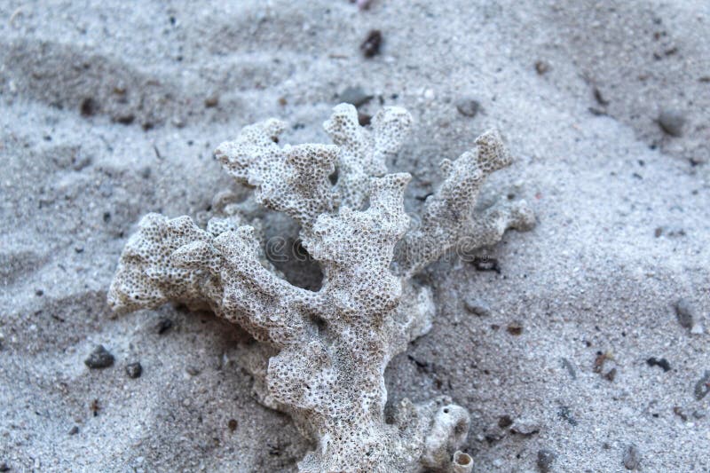 Single White Coral on the Surface of White Sand Beach during a Hot ...