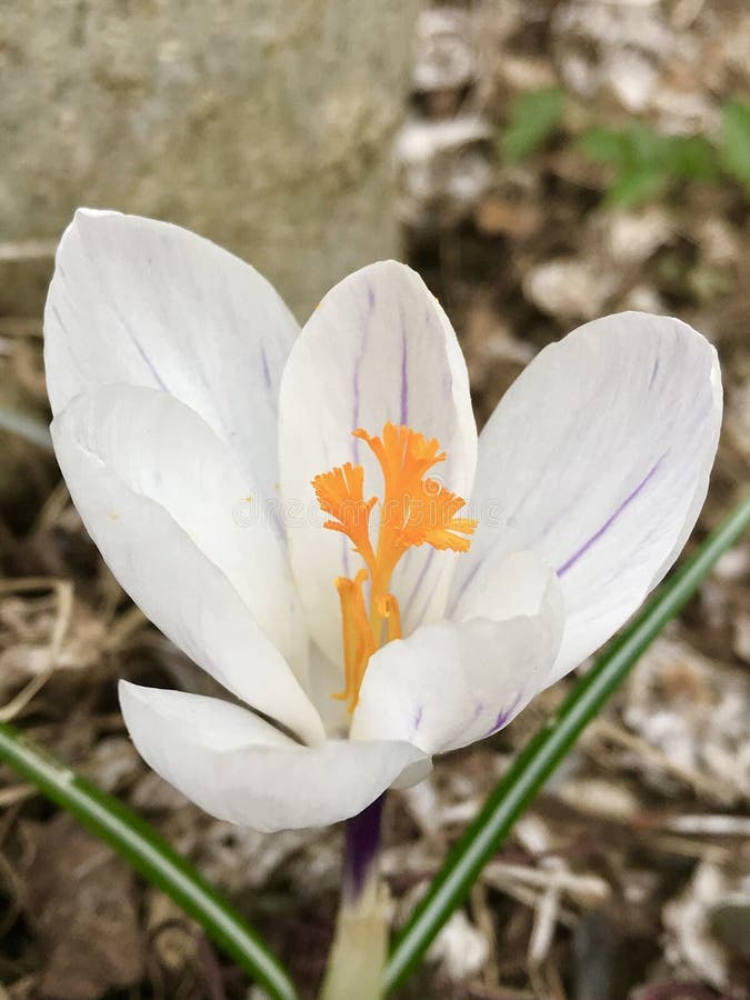 Single White Crocus in Early Spring Landscape Stock Image - Image of ...