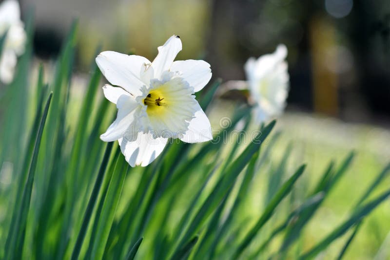 White Daffodil Spring Flower Blooming in Early Spring Stock Photo ...