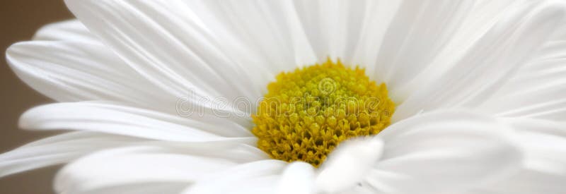 Single White Daisy stock photo. Image of blooming, blossoms - 37747322