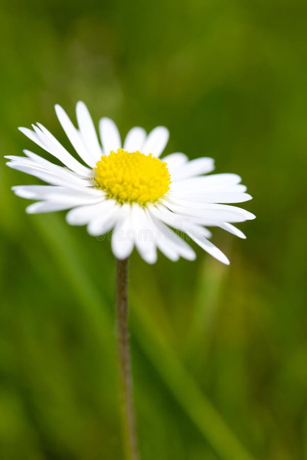 Single Daisy Flower